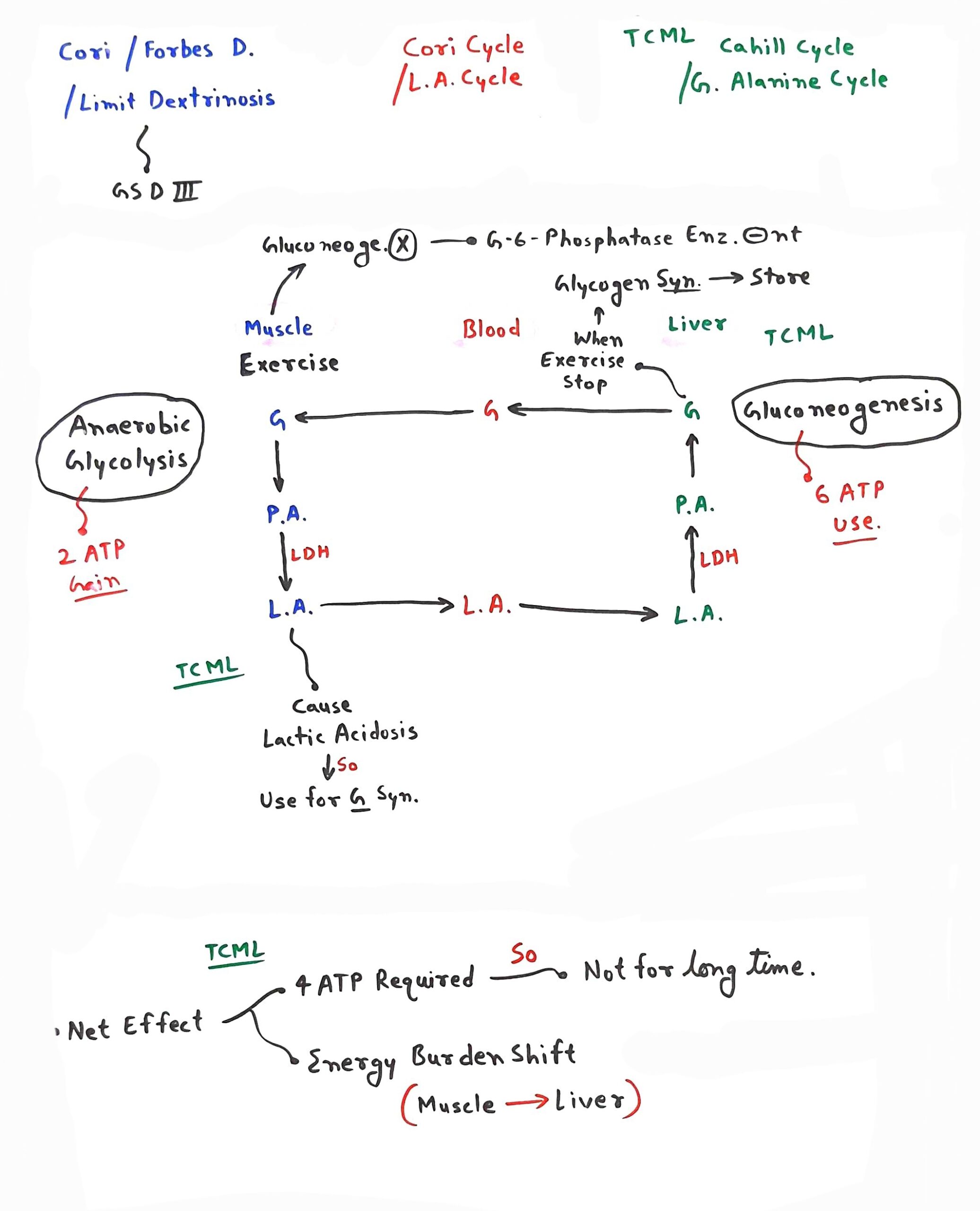 Cori cycle - TCML - The Charsi of Medical Literature