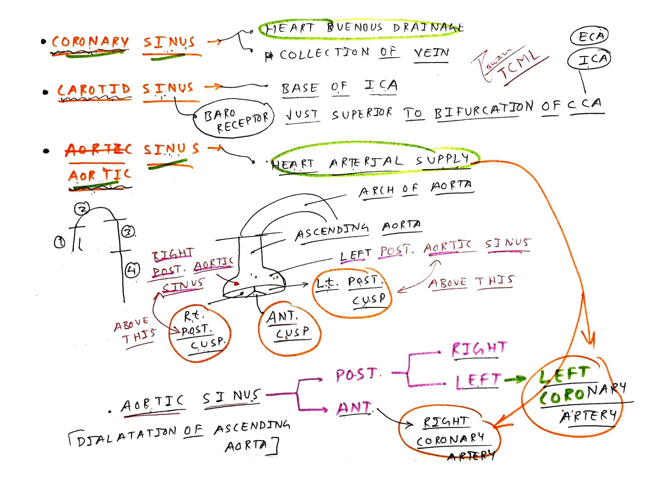 Aortic sinus - TCML - The Charsi of Medical Literature