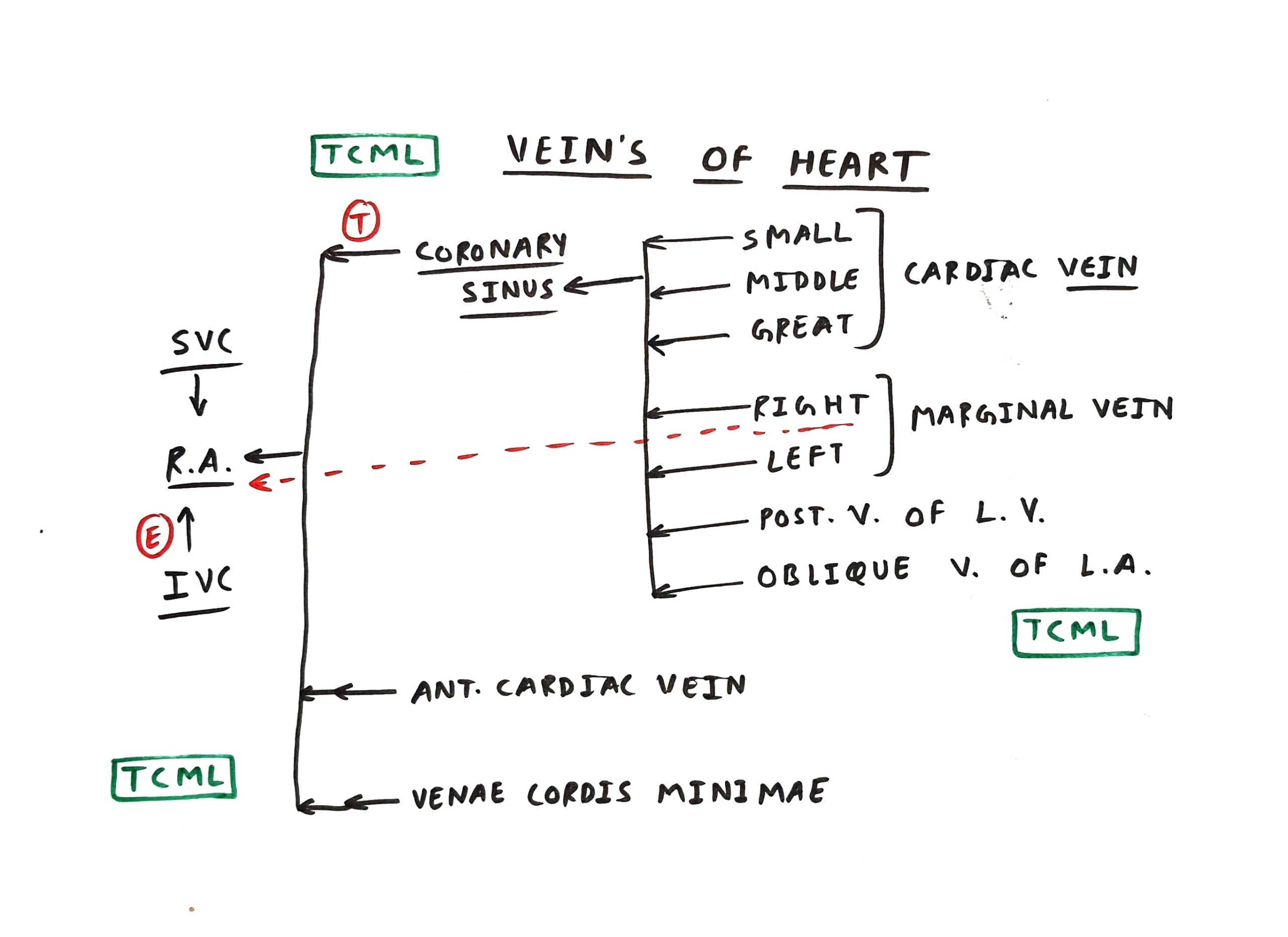 Coronary sinus - TCML - The Charsi of Medical Literature